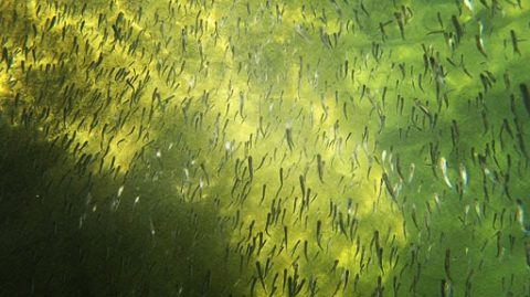 Zander Fortpflanzung: Wann und wo laicht der Zander?