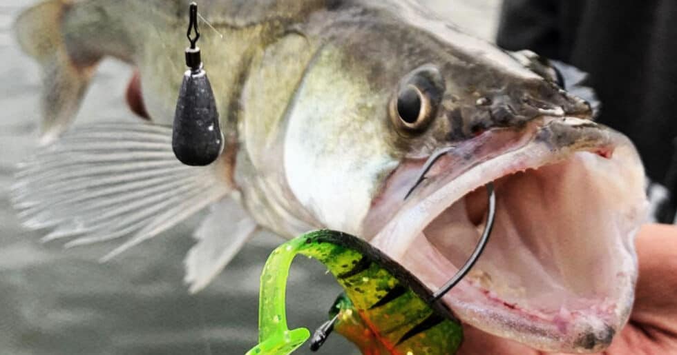 Mit dem Kick Back Rig auf Zander und Co. angeln - Zanderfang